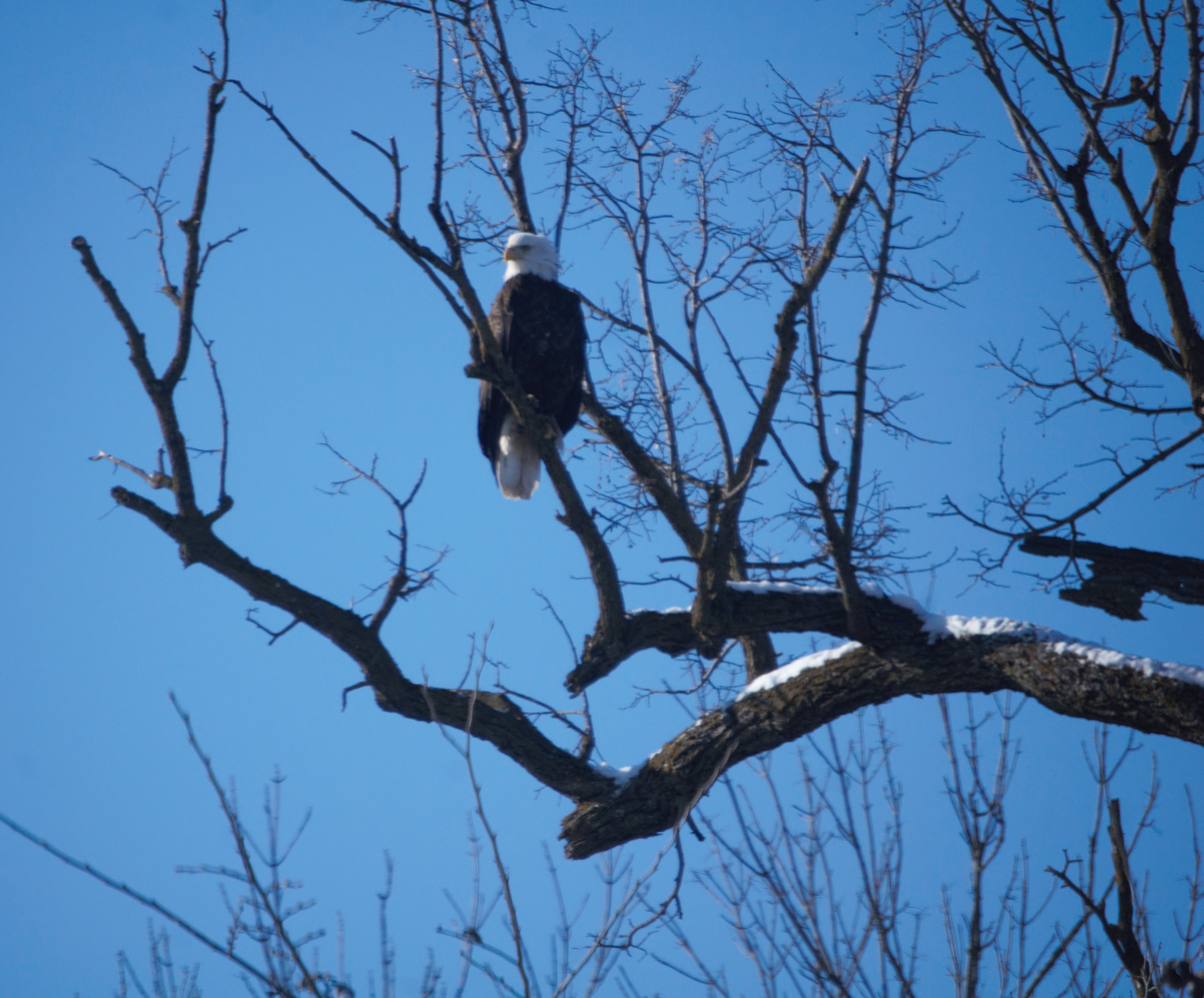 On the Search for Bald Eagles - Just Around The Bend Travel